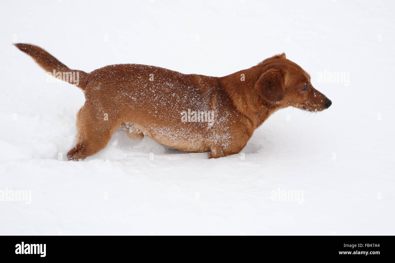 Dog dachshund in the deep snow Stock Photo - Alamy