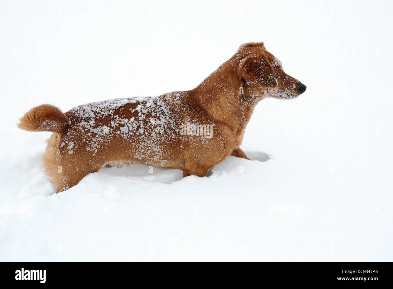 Dog dachshund in the deep snow Stock Photo - Alamy