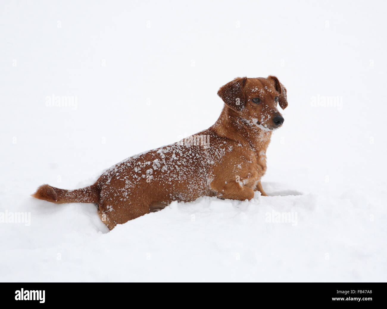 Dog dachshund in the deep snow Stock Photo - Alamy