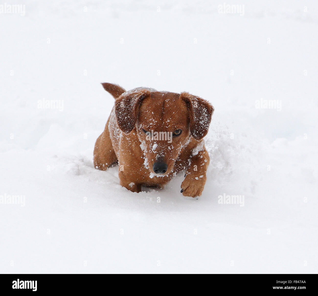 Dog dachshund in the deep snow Stock Photo - Alamy