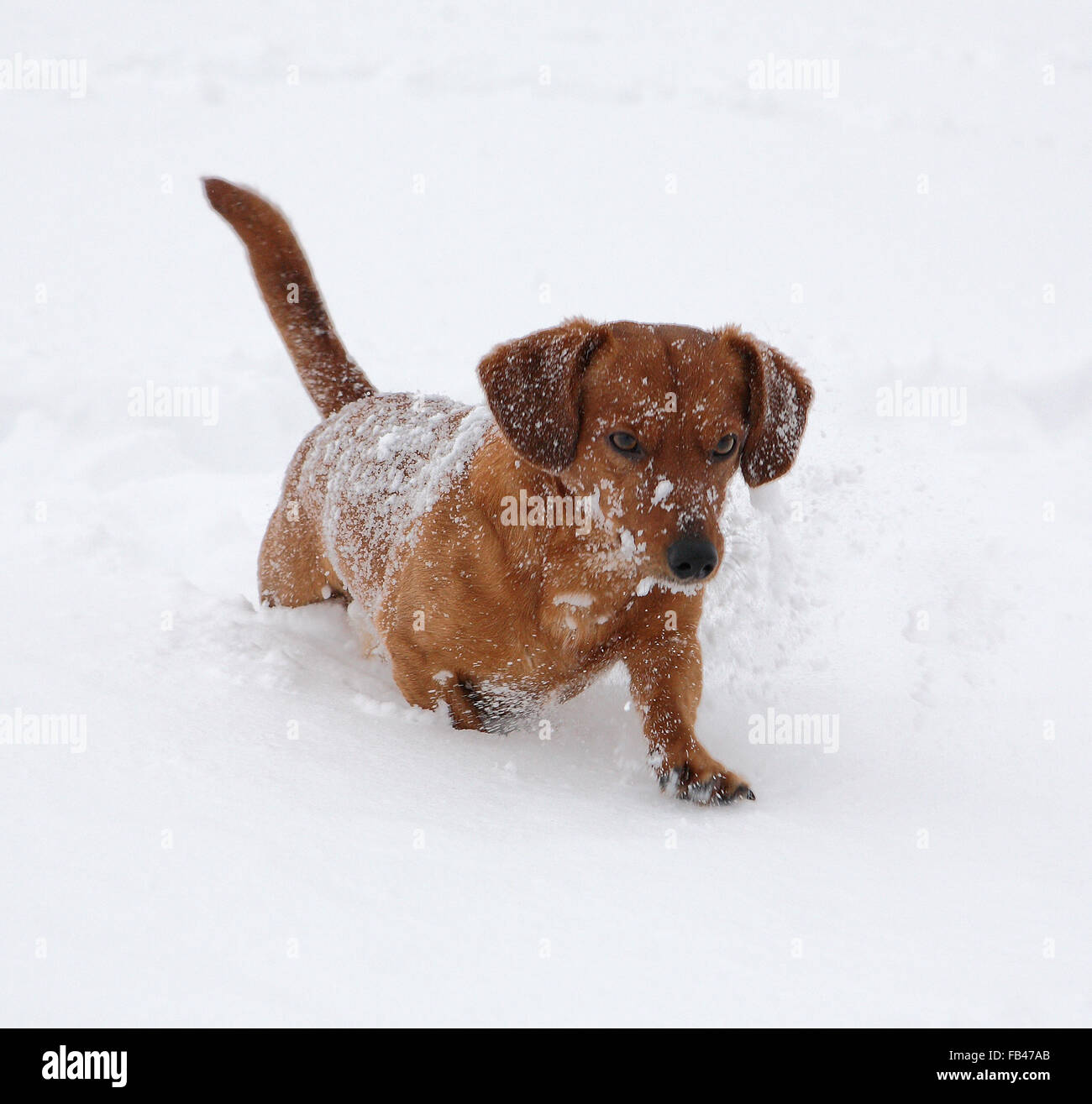Dog dachshund in the deep snow Stock Photo - Alamy
