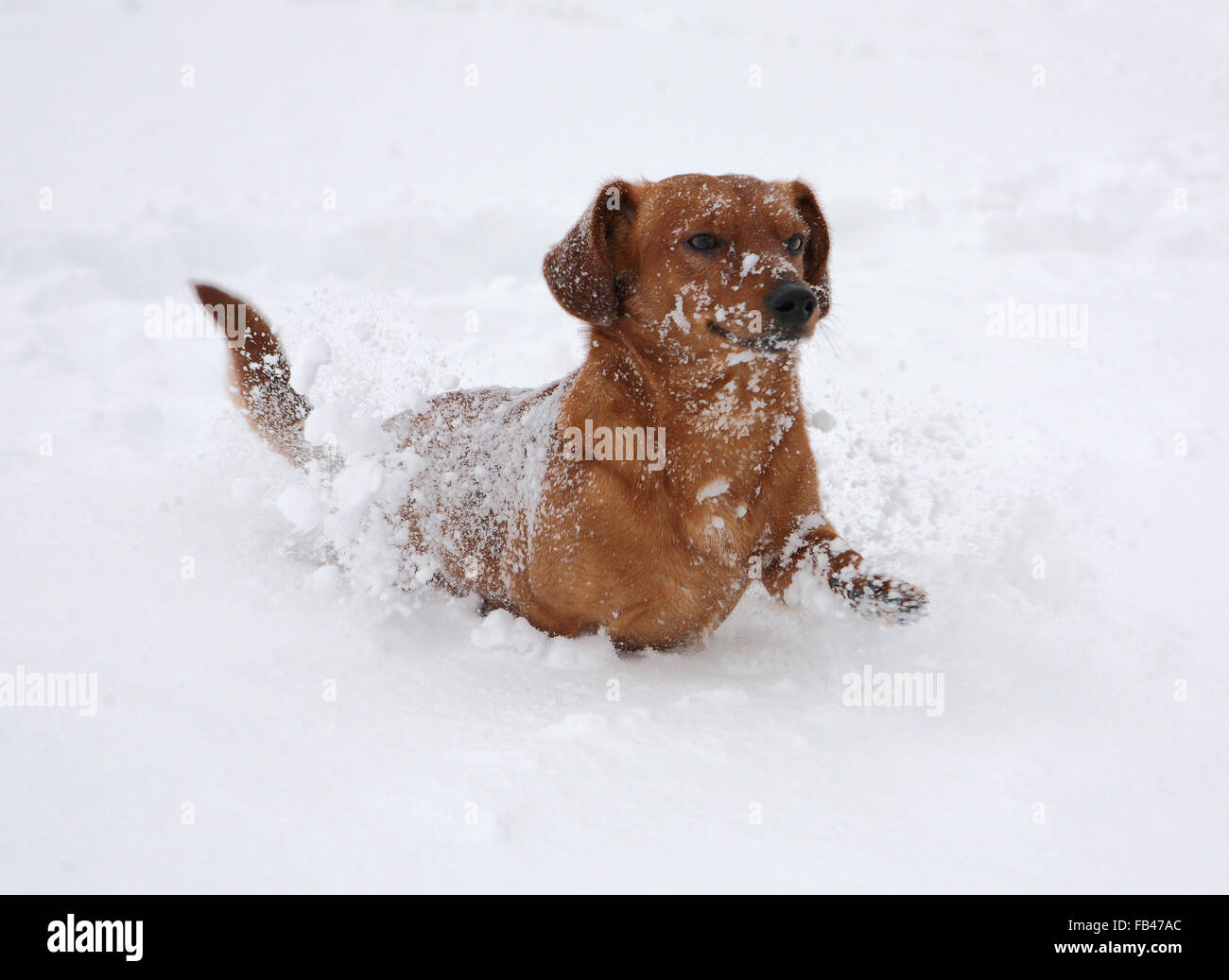 Dog dachshund in the deep snow Stock Photo - Alamy