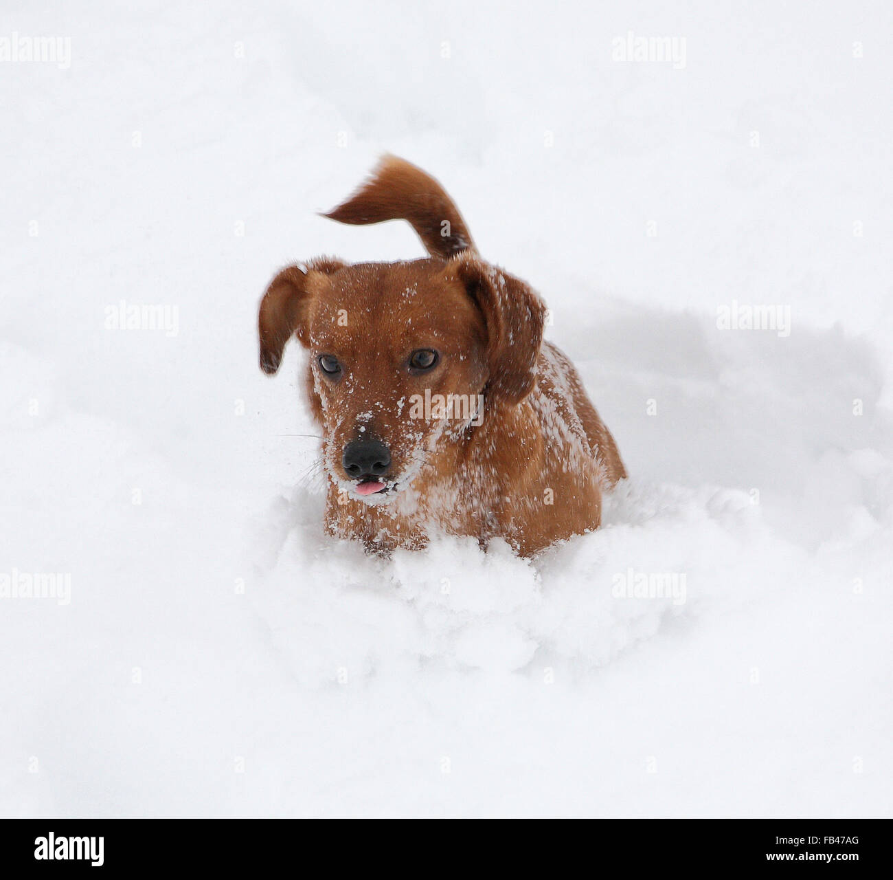 Dog dachshund in the deep snow Stock Photo - Alamy