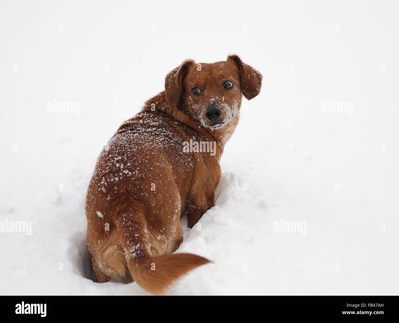 Dog dachshund in the deep snow Stock Photo - Alamy