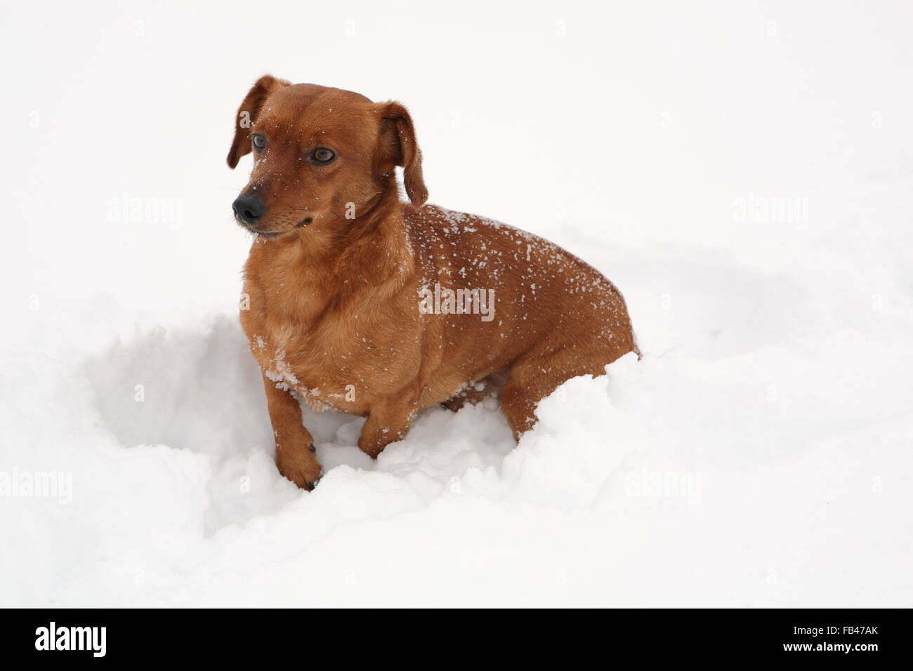Dog dachshund in the deep snow Stock Photo - Alamy