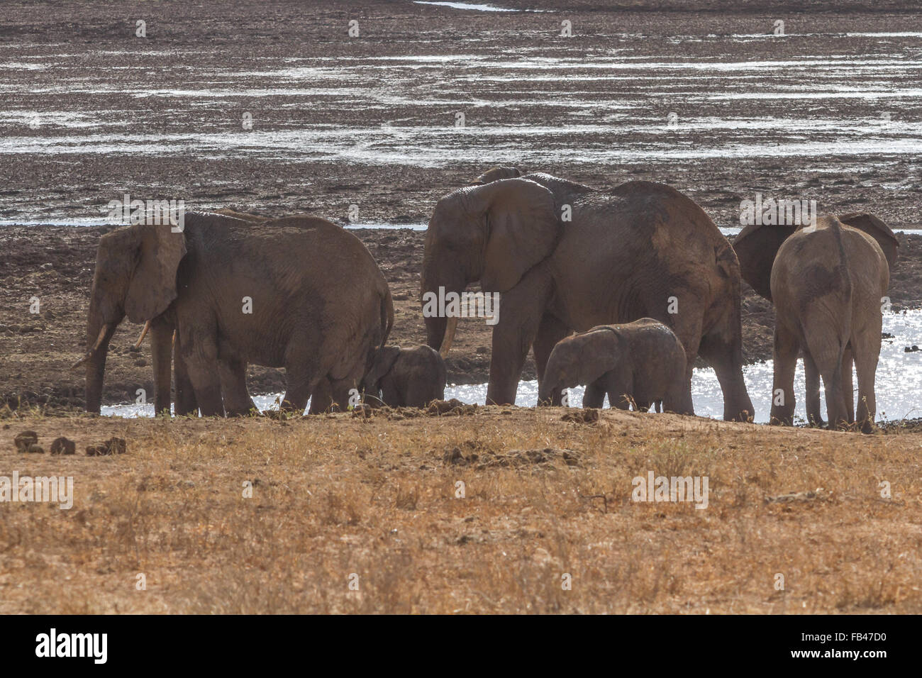 Elephants Tsavo East National Park in Kenya Stock Photo - Alamy