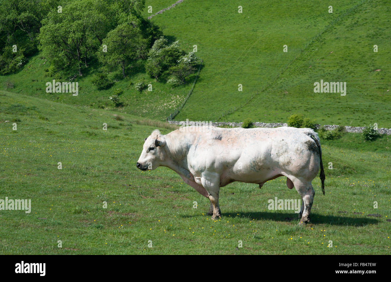 British Blue Bull near Ravenstonedale Stock Photo - Alamy