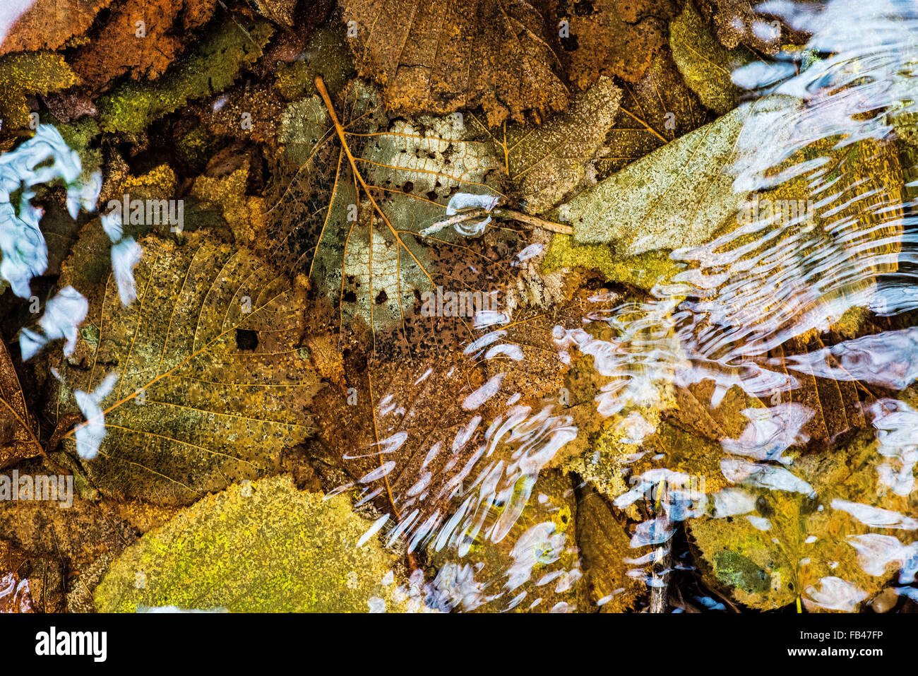 Stream in autumn season hi-res stock photography and images - Alamy