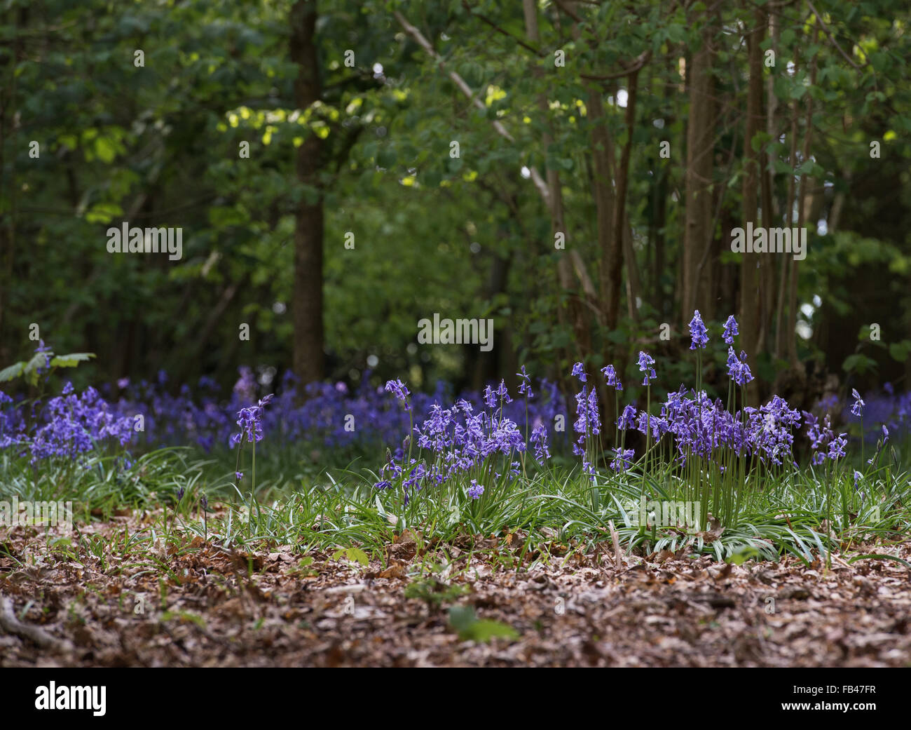 Atlantic bluebells hyacinthoides non scripta hi-res stock photography ...