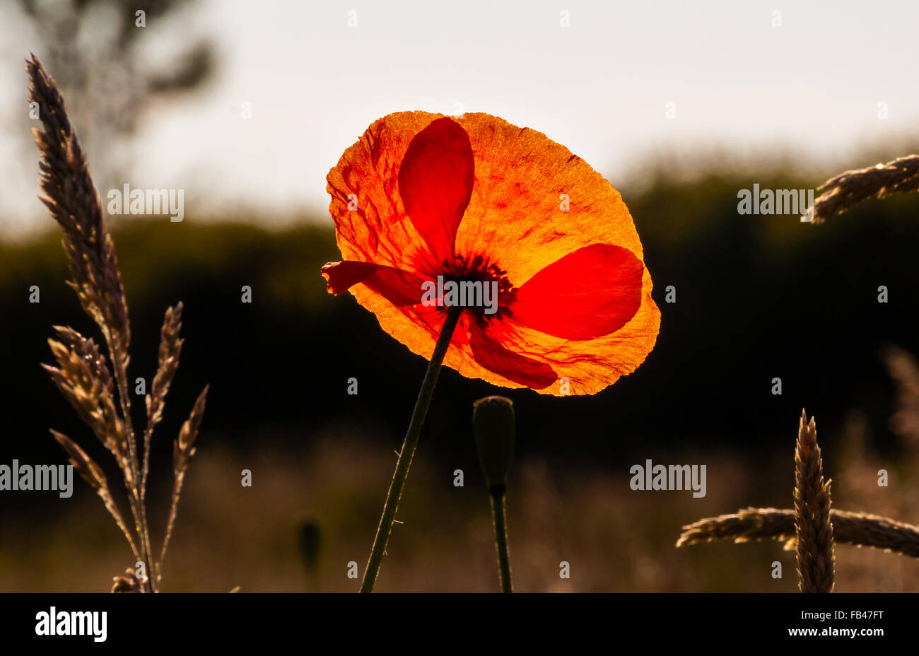 single red poppy in a corn field Stock Photo - Alamy