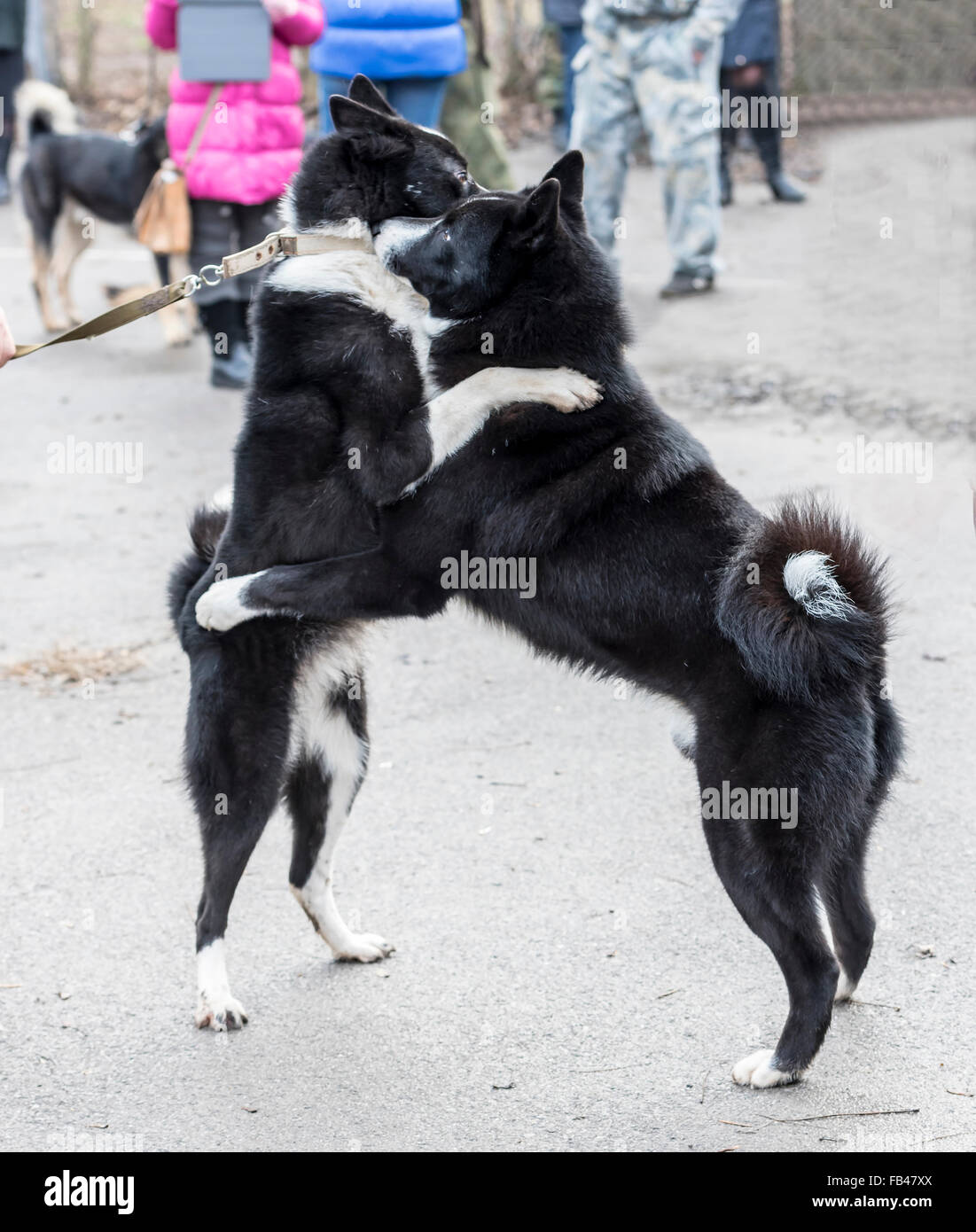 Domestic embrace hi-res stock photography and images - Alamy