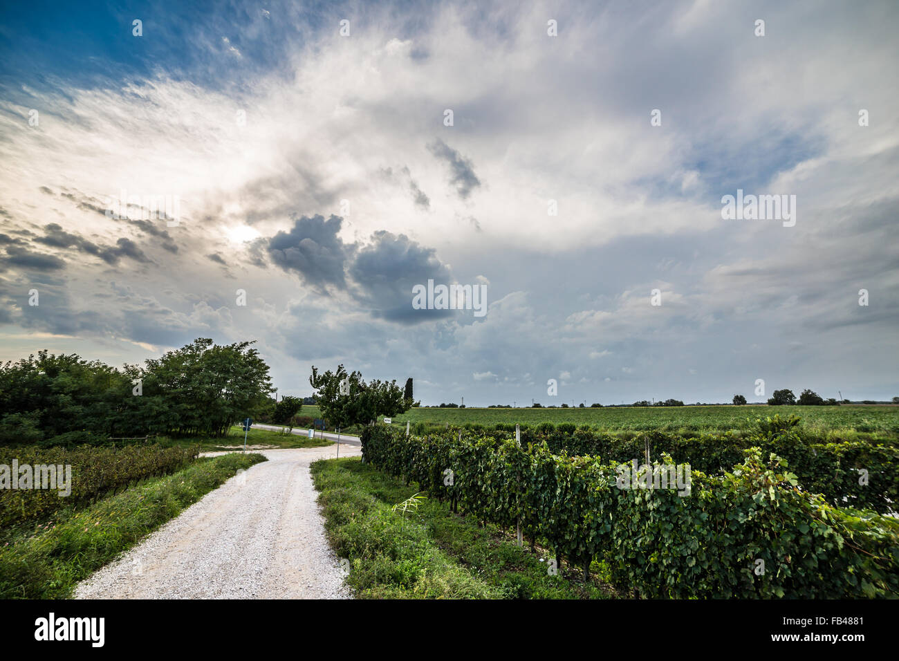grapevine cultivation in the italian countryside in a stormy summer day ...