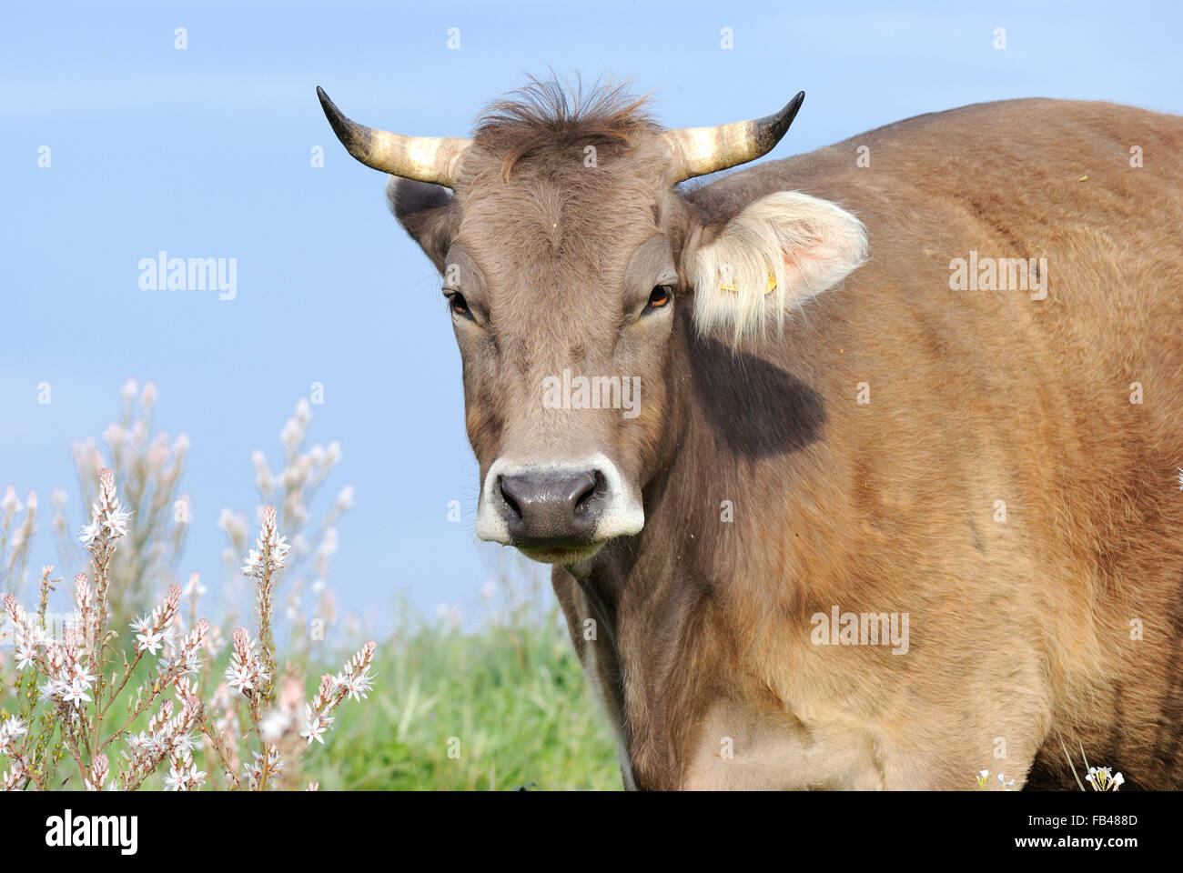 Cow watching hi-res stock photography and images - Alamy