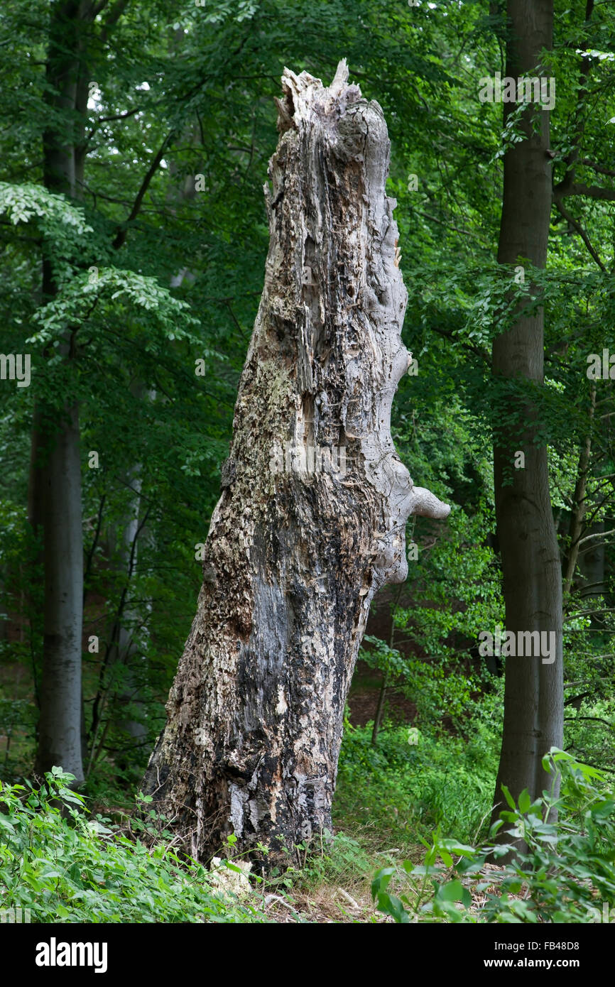 Old rotting tree stump in a forest Stock Photo - Alamy
