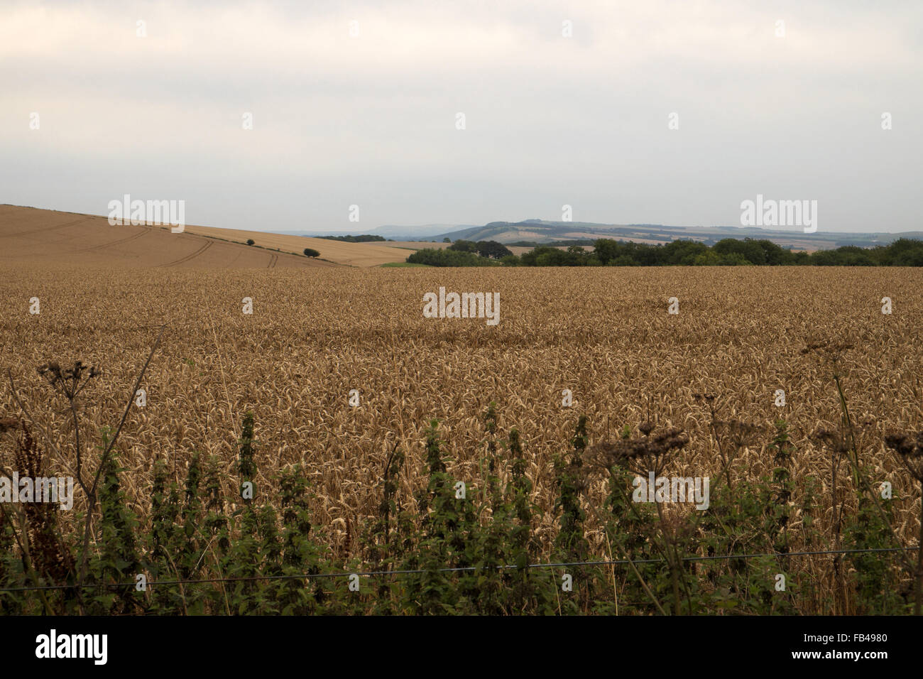 Bignor hill view hi-res stock photography and images - Alamy