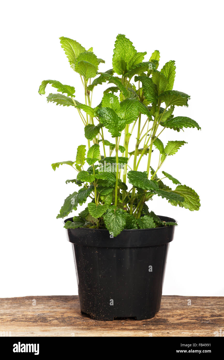lemon balm in a pot Stock Photo - Alamy