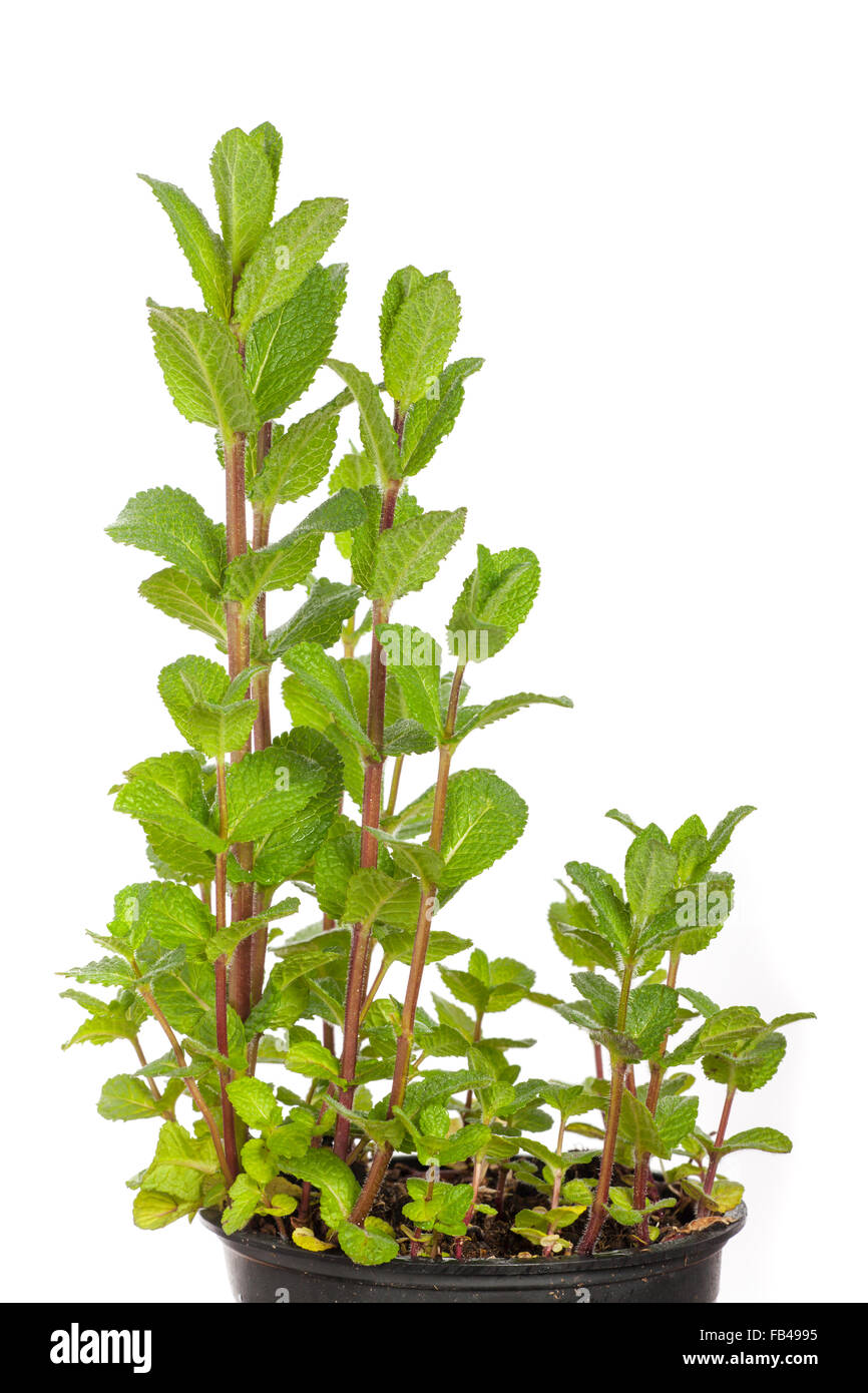 peppermint in a pot Stock Photo - Alamy