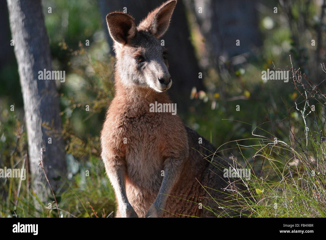 Skippy bush kangaroo hi-res stock photography and images - Alamy