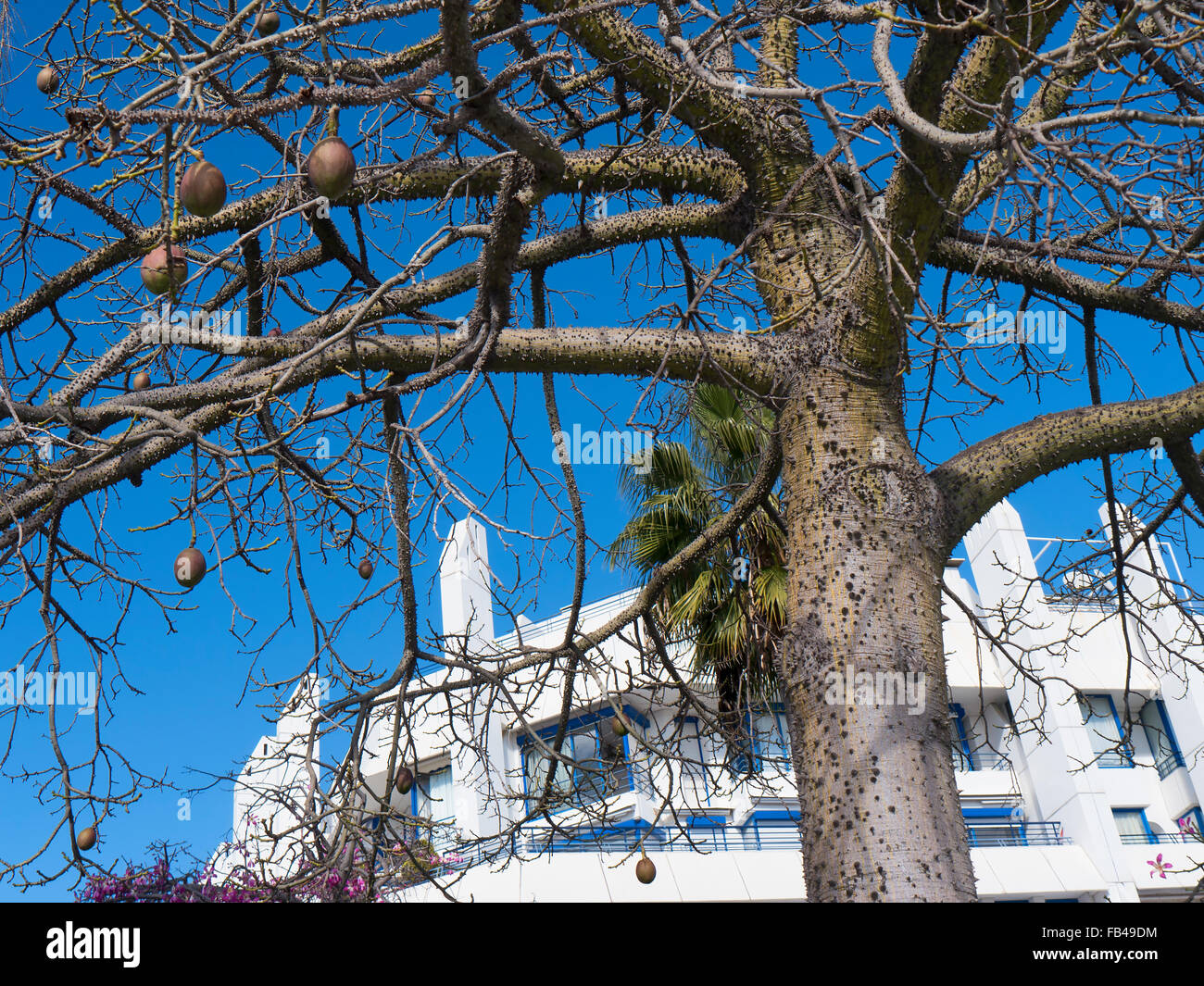 Avocado Tree with its pink flowers in Marbella on the Costa del Sol in ...