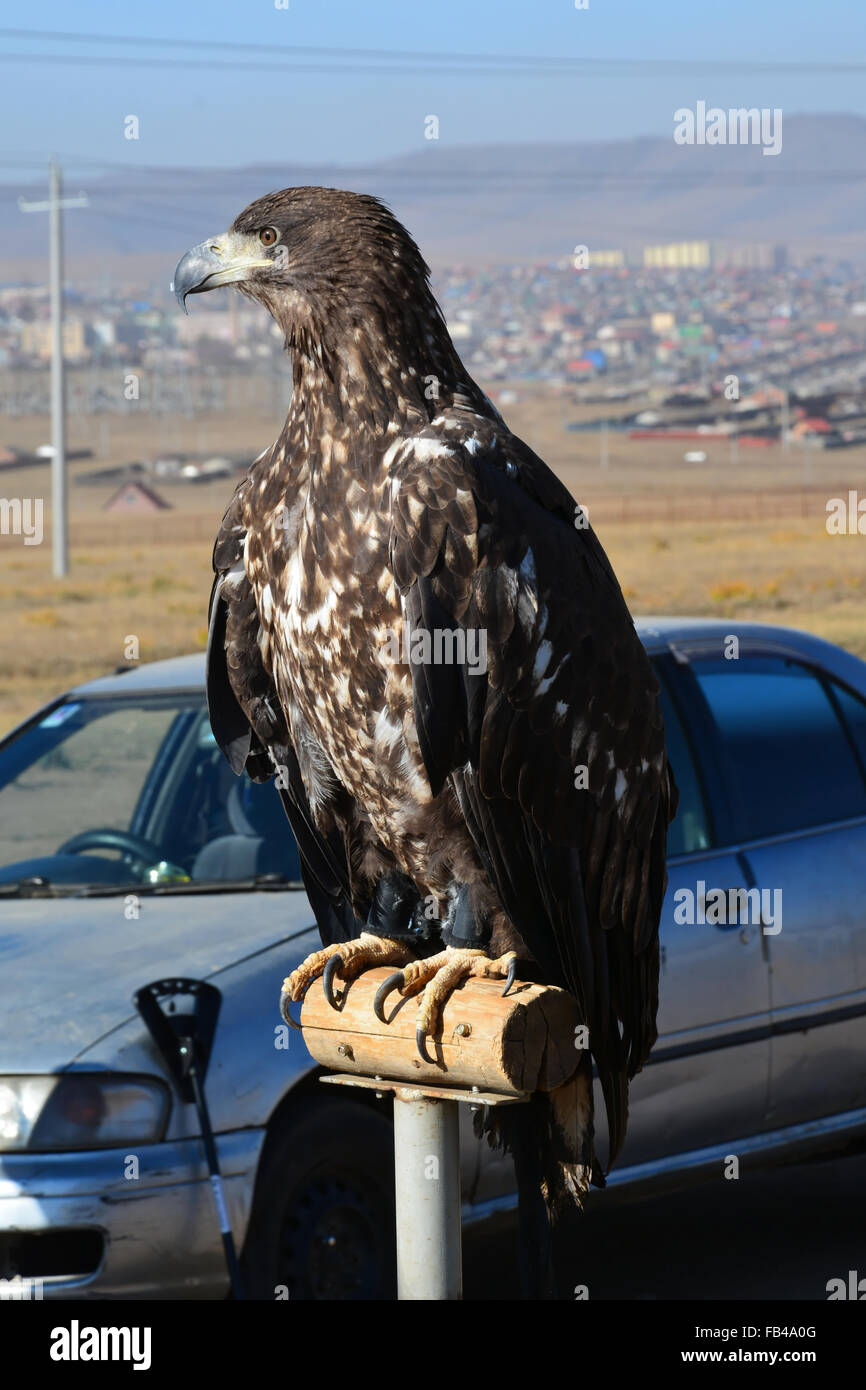 Bird of Prey on a perch Stock Photo - Alamy