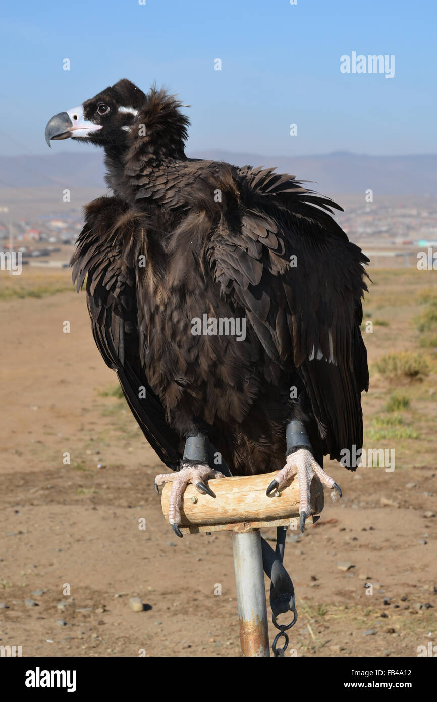 Bird of Prey on a perch Stock Photo - Alamy