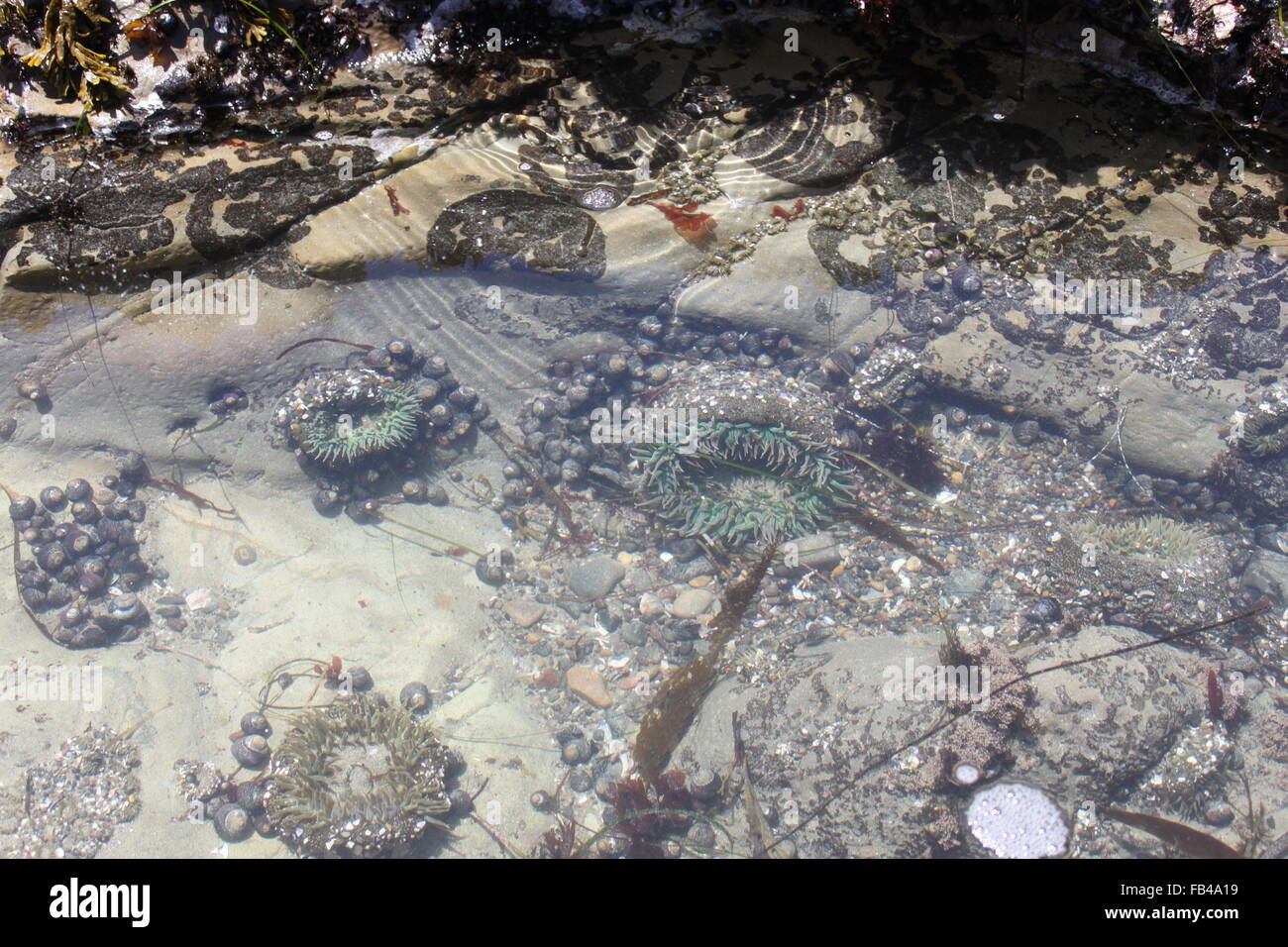 Pool of ocean water with sea life Stock Photo - Alamy