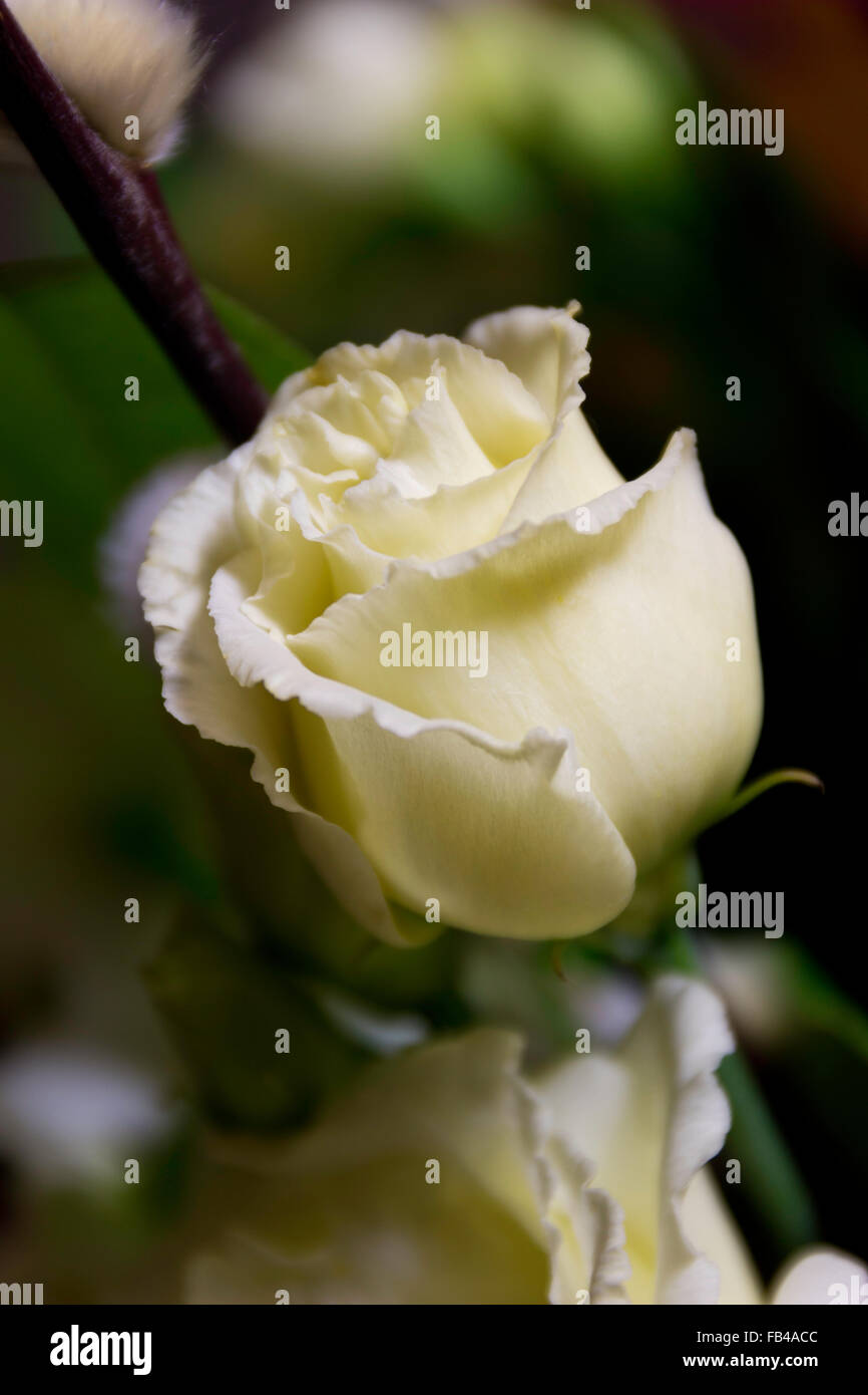 Pure perfection hi-res stock photography and images - Alamy