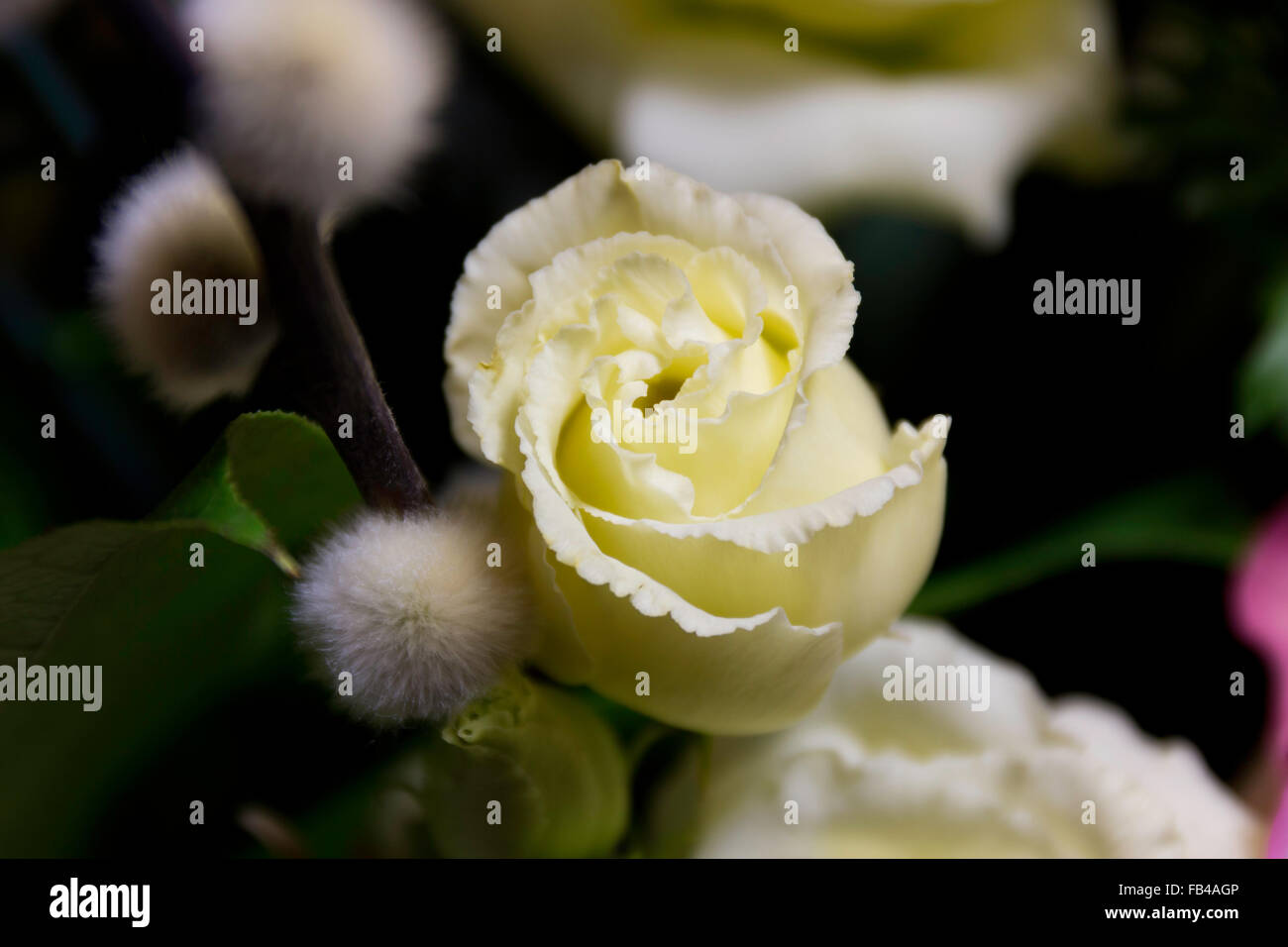 White Lisianthus Flower High Resolution Stock Photography and Images ...