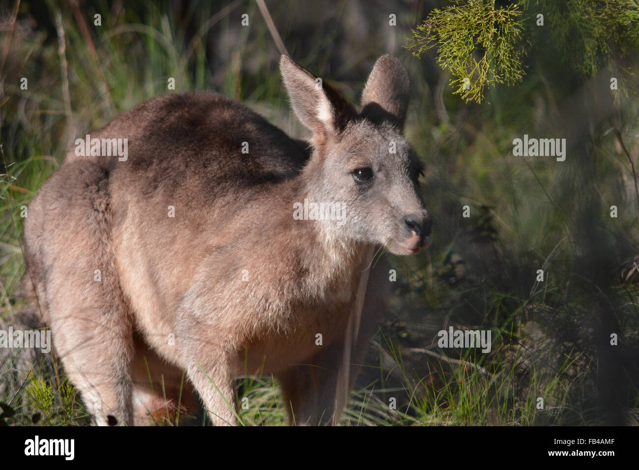 Antilopine Kangaroo