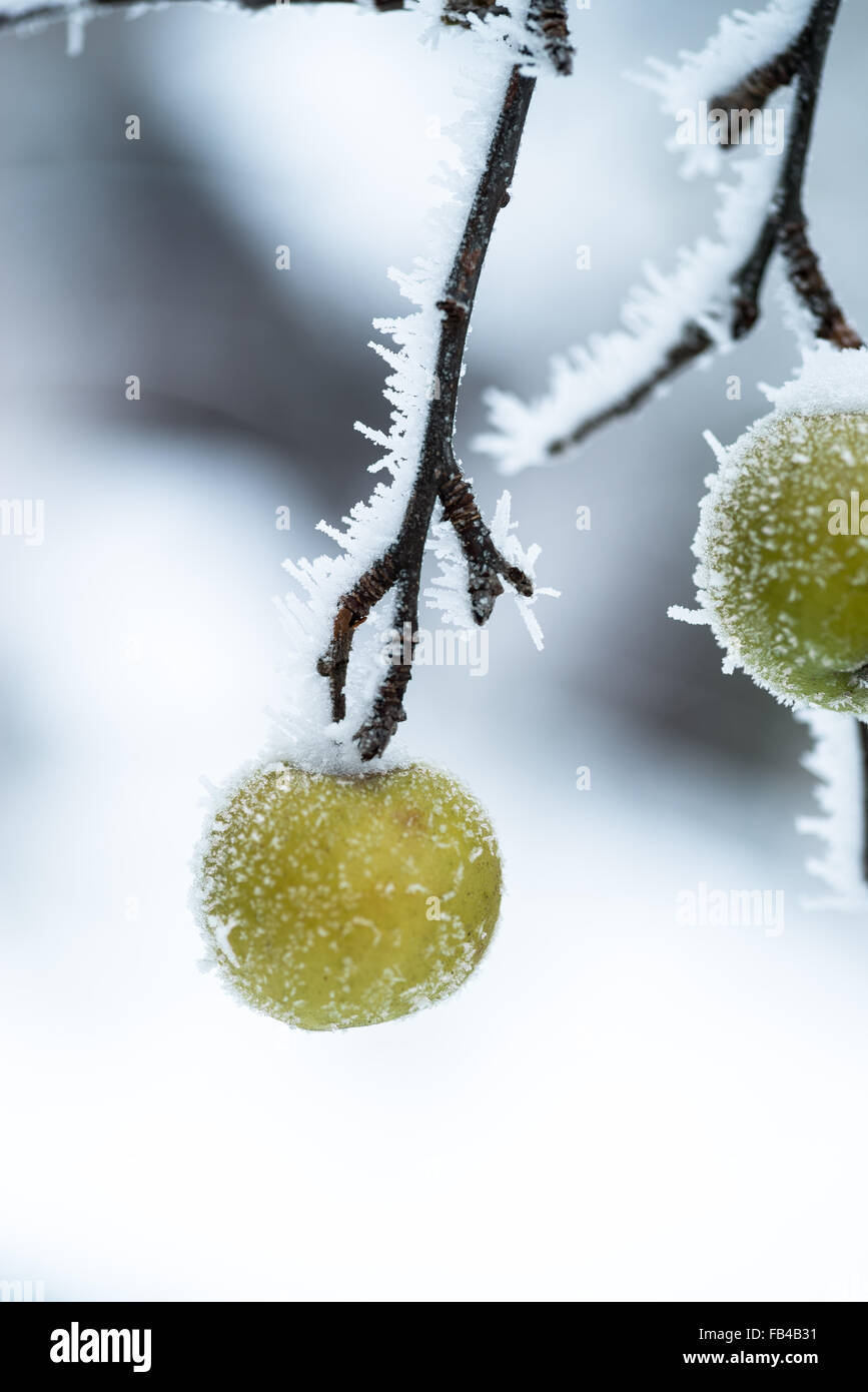 Frost apple tree hi-res stock photography and images - Alamy