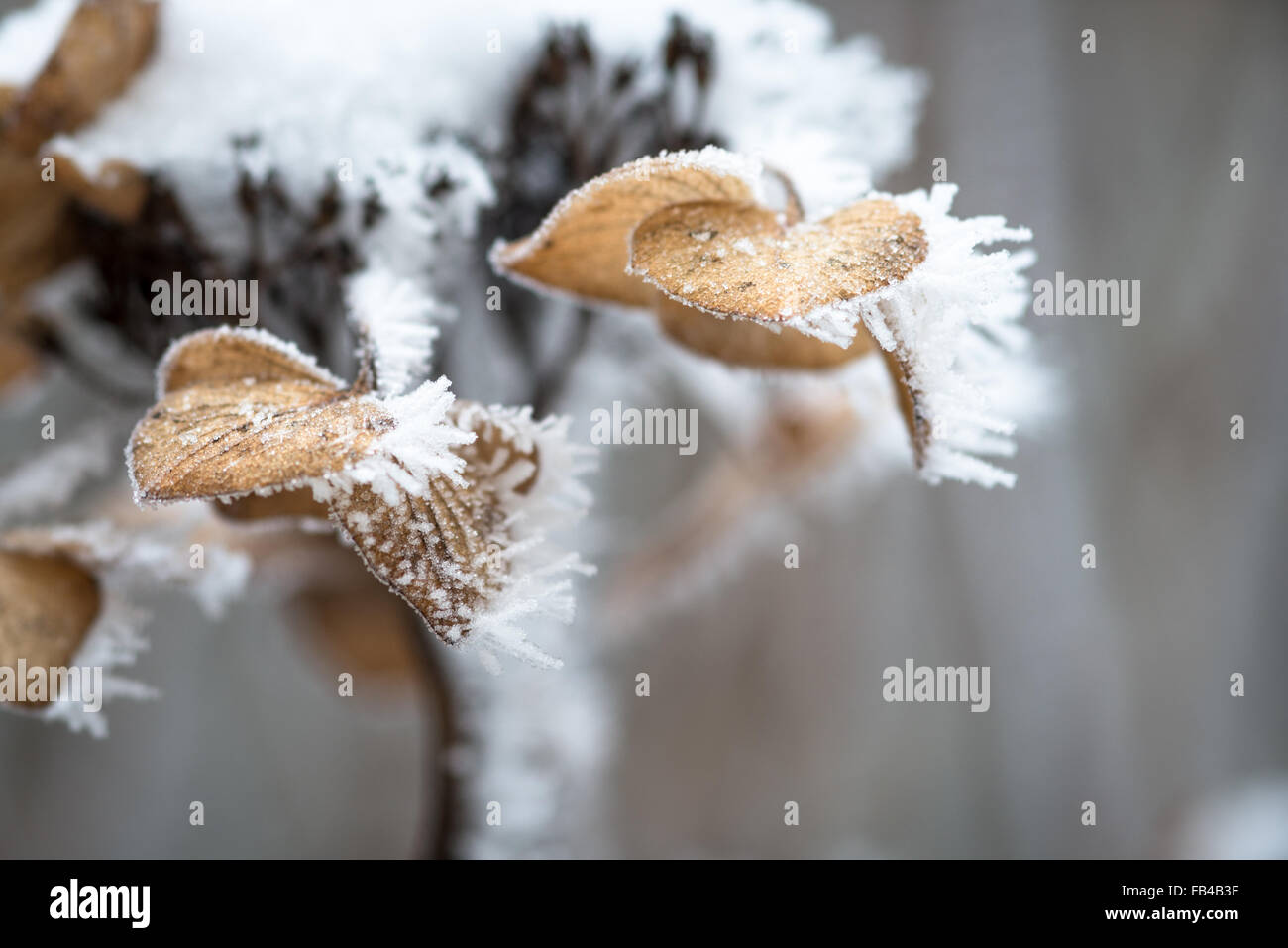 Hydrangea flowers in winter in the snow hi-res stock photography and ...