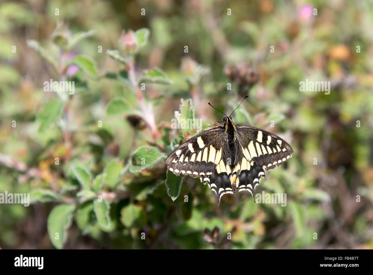 Swallowtail papilio machaon in flight hi-res stock photography and ...