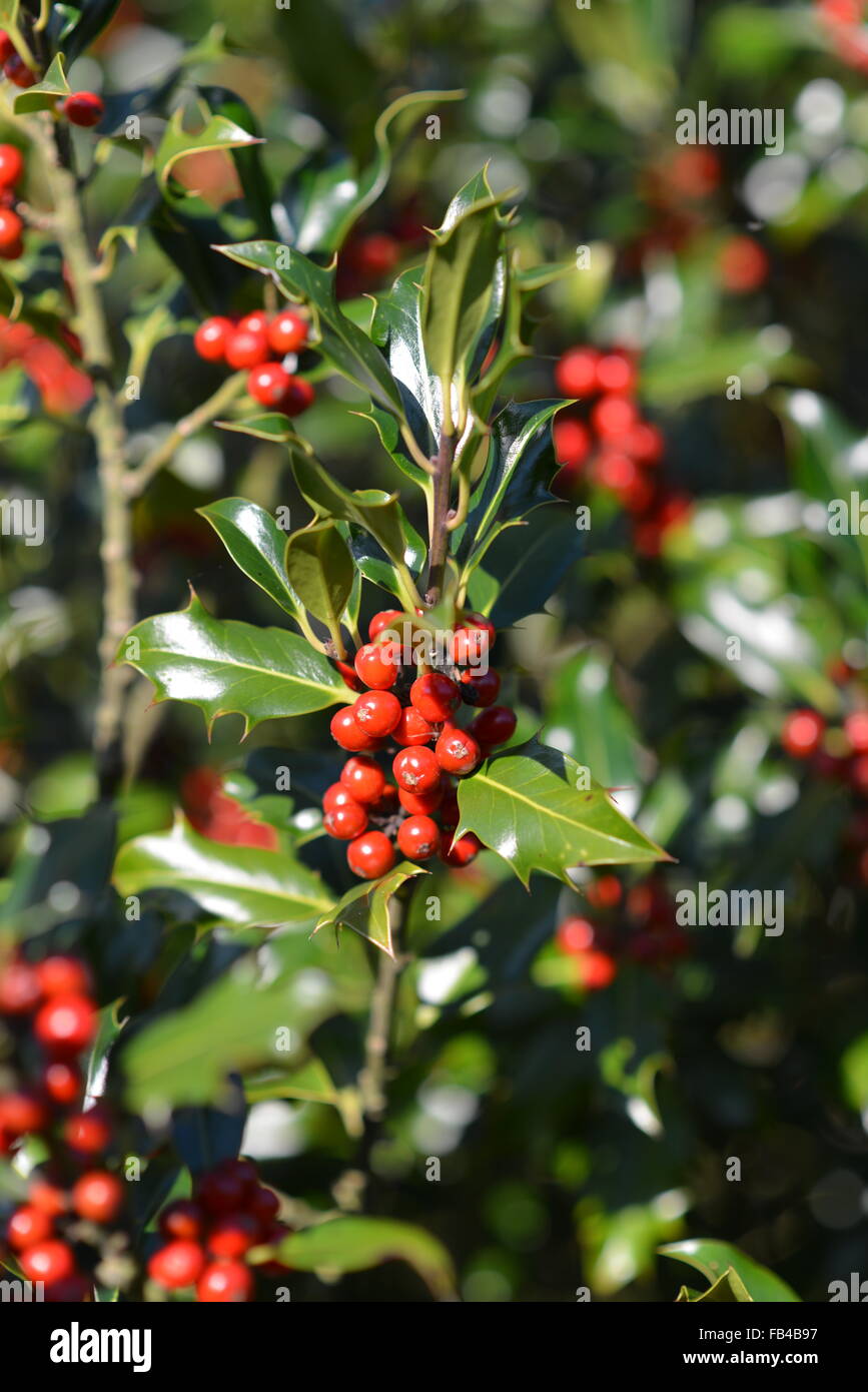 Holly twig hi-res stock photography and images - Alamy