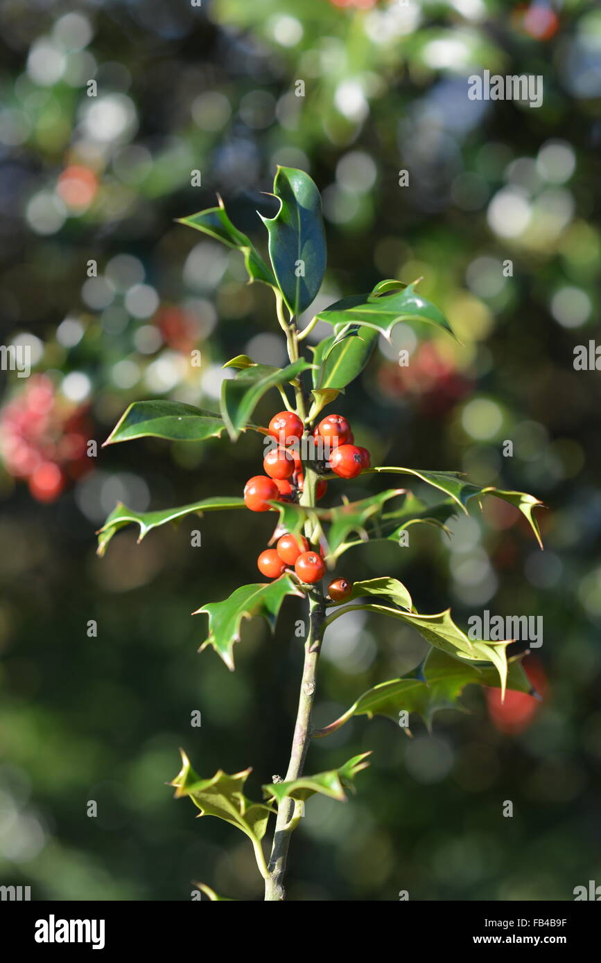 Holly twig hi-res stock photography and images - Alamy