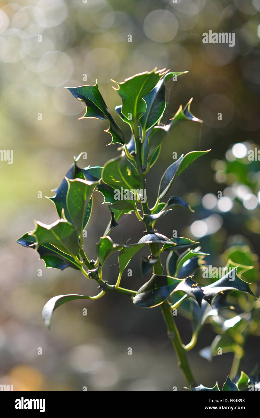 Holly twig hi-res stock photography and images - Alamy
