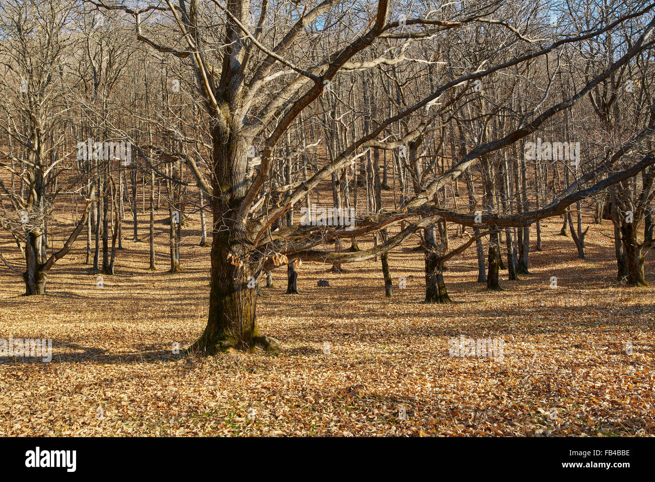 Huge centennial oak tree in hi-res stock photography and images - Alamy