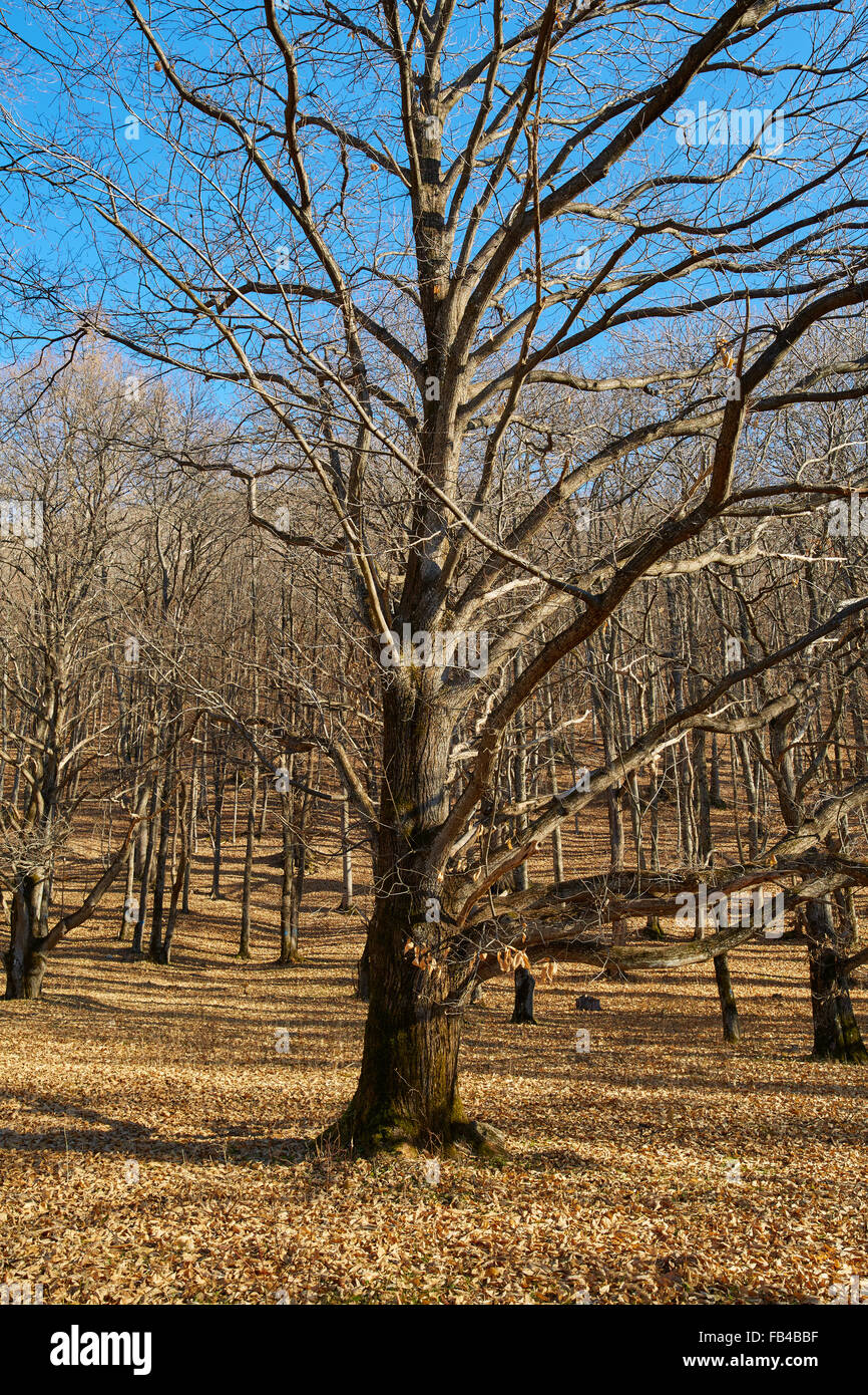 Forest with centennial very large oak trees in the autumn Stock Photo ...