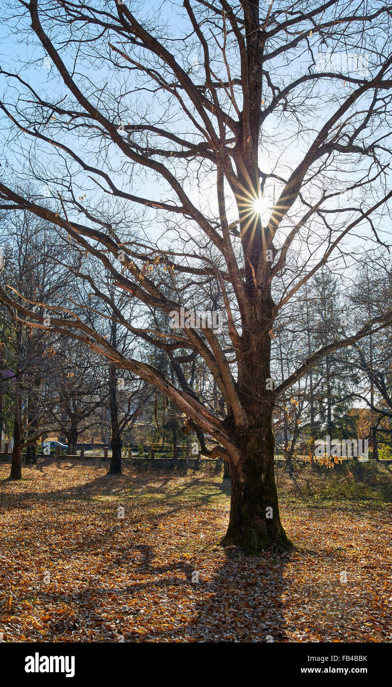 Forest with centennial very large oak trees in the autumn Stock Photo ...