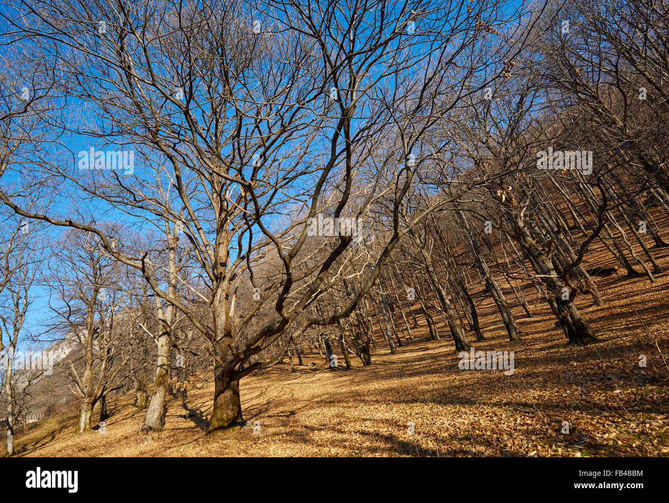 Forest with centennial very large oak trees in the autumn Stock Photo ...