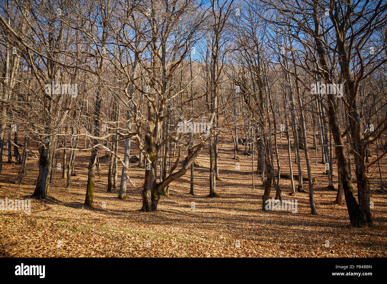 Forest with centennial very large oak trees in the autumn Stock Photo ...