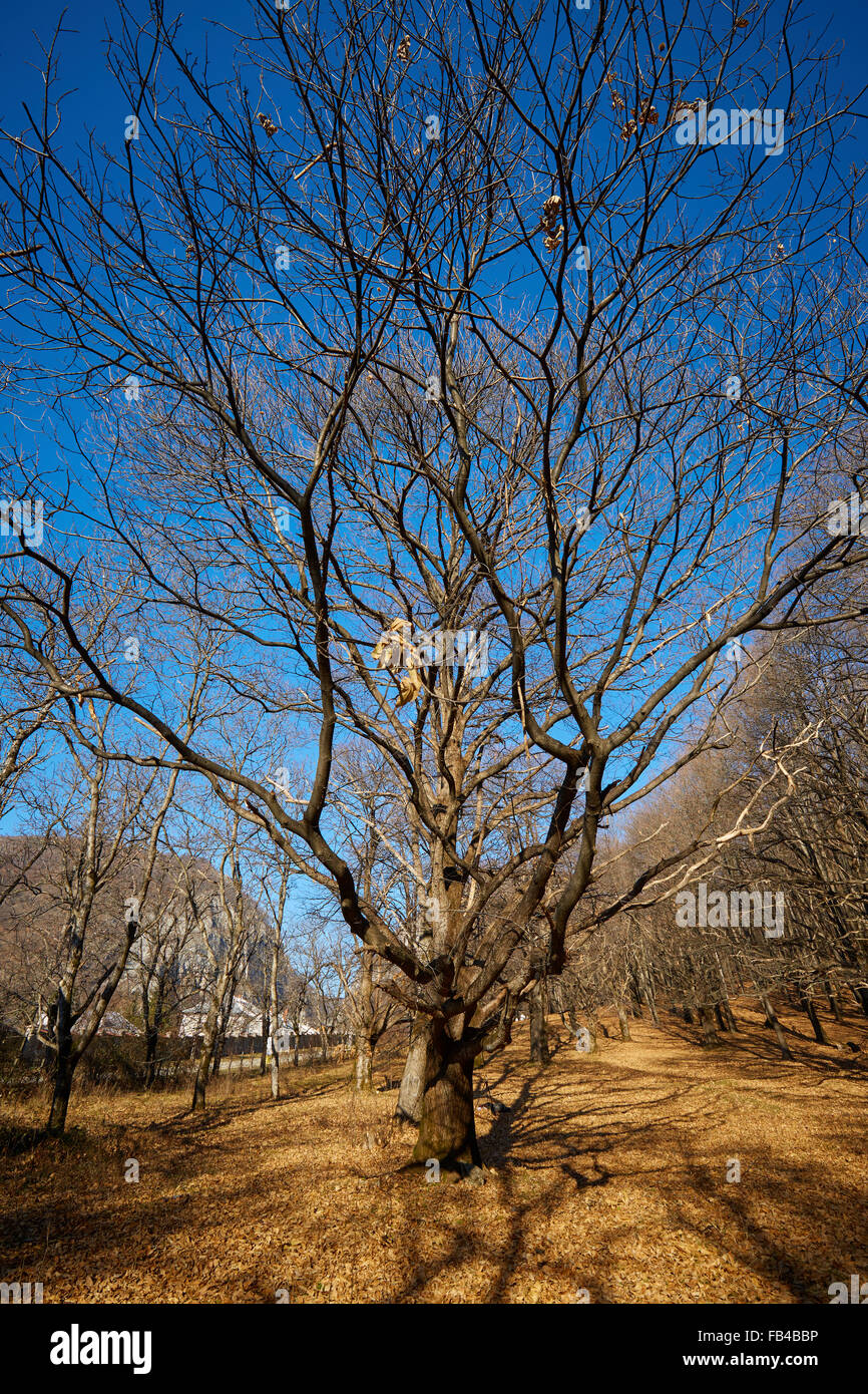 Huge centennial oak tree in hi-res stock photography and images - Alamy