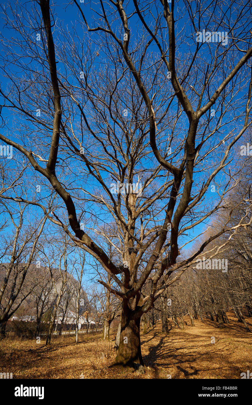 Huge centennial oak tree in hi-res stock photography and images - Alamy