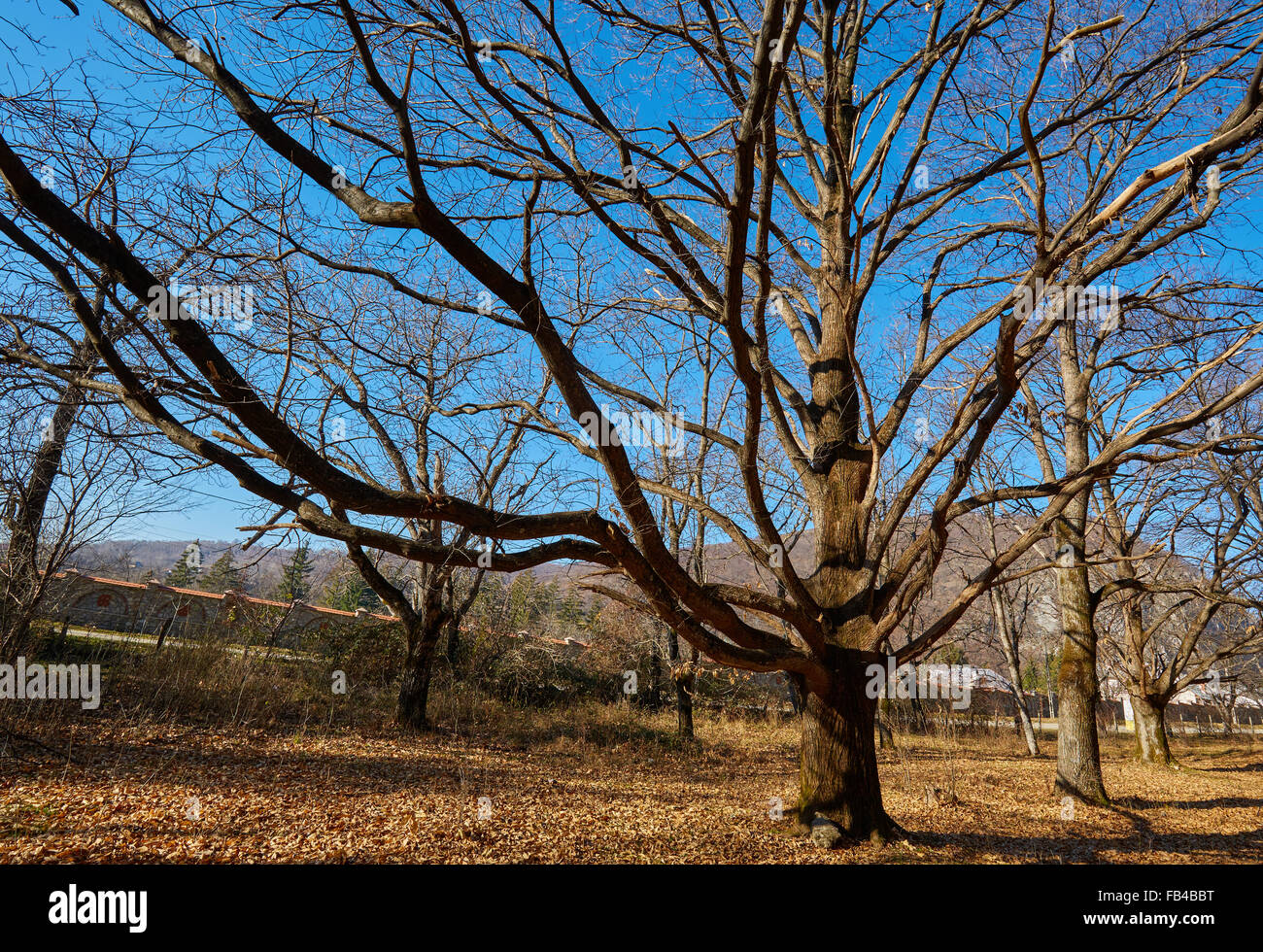 Forest with centennial very large oak trees in the autumn Stock Photo ...