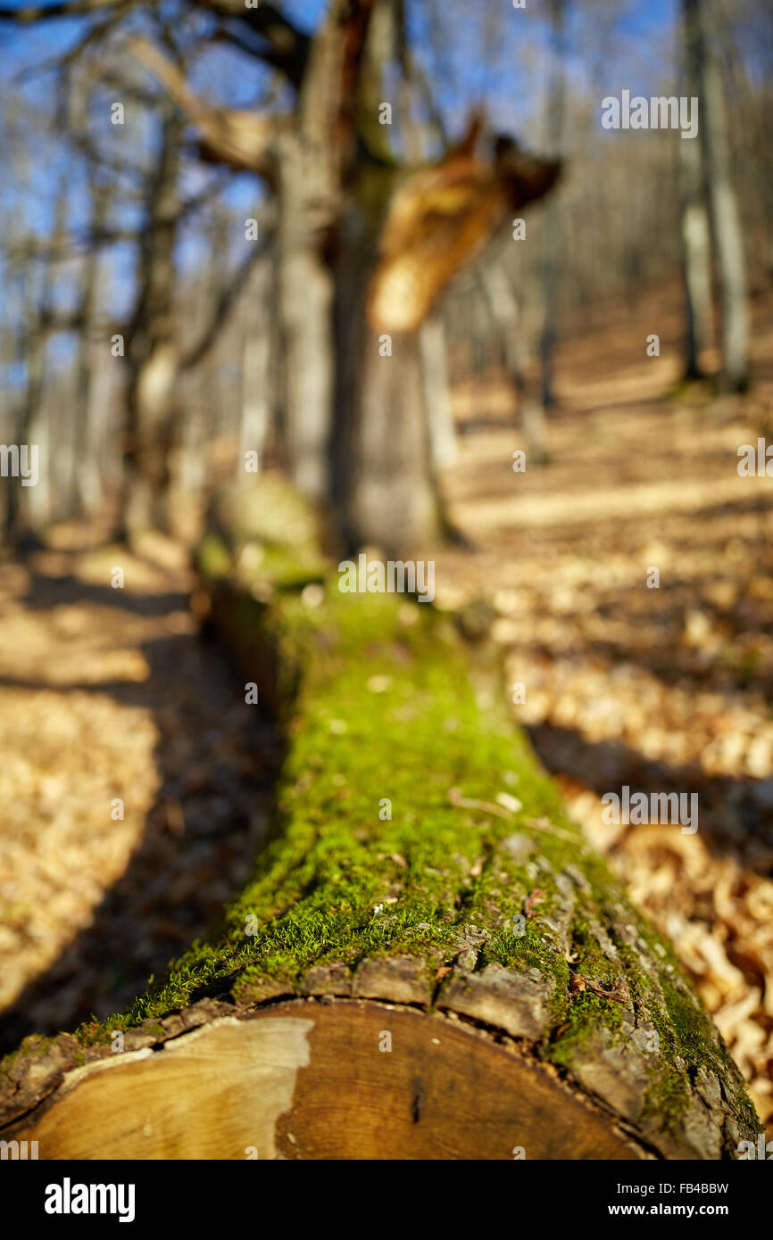 Closeup of an old cut down oak tree with forest in blurred background ...