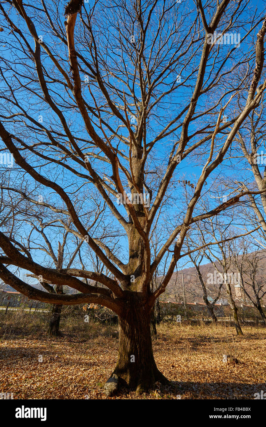 Huge centennial oak tree in hi-res stock photography and images - Alamy