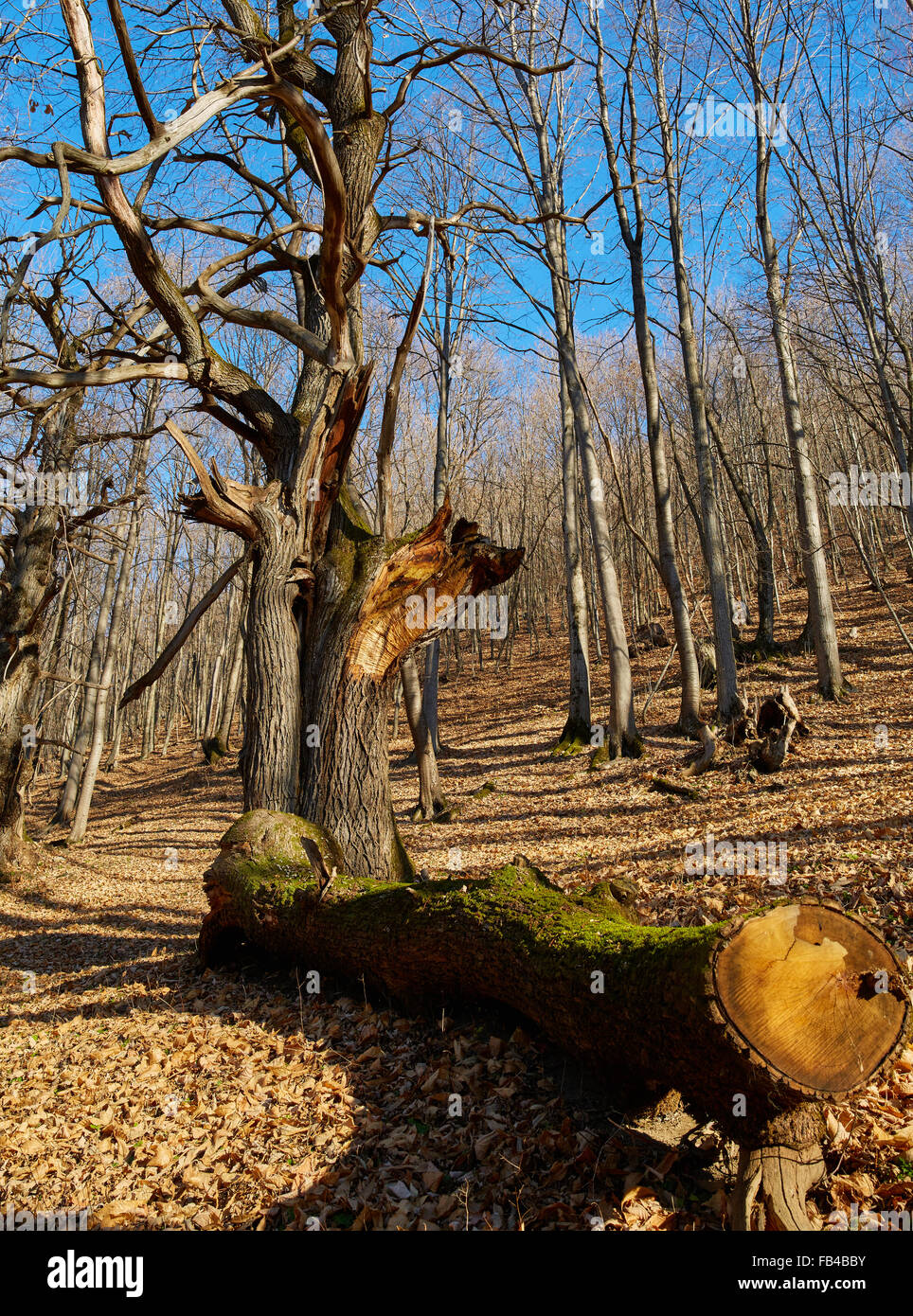 Cut down big oak tree with forest in background Stock Photo - Alamy