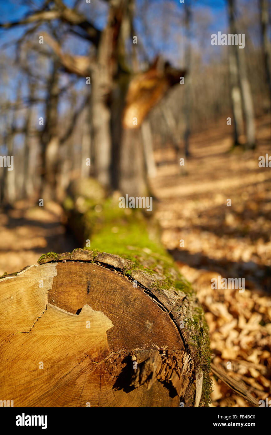 Closeup of an old cut down oak tree with forest in blurred background ...
