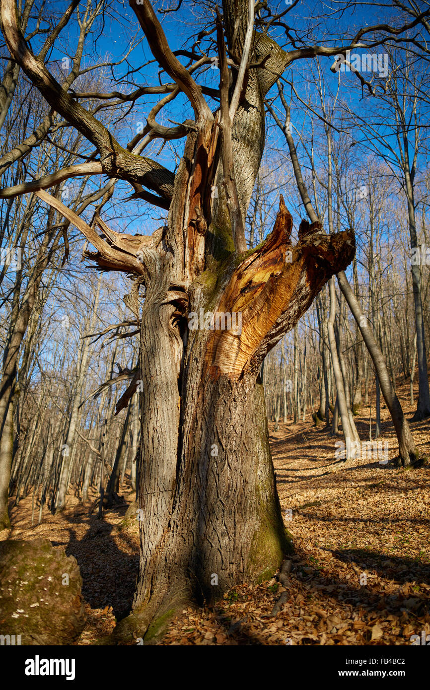 An enormous oak tree in a very old forest Stock Photo - Alamy