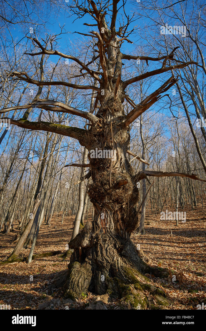 An enormous oak tree in a very old forest Stock Photo - Alamy
