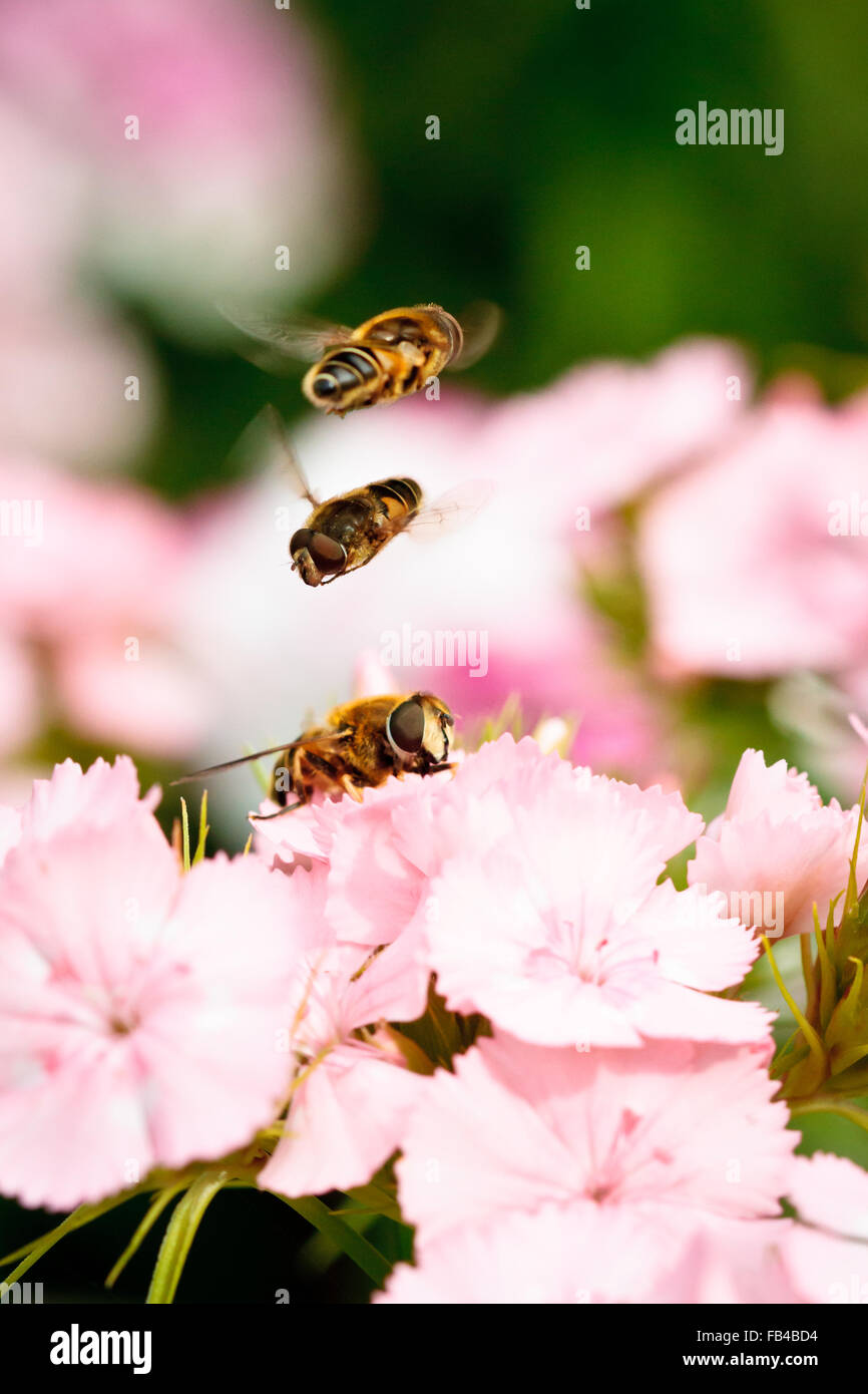 Three flies meeting at a an insect's version of a crossroad Stock Photo ...